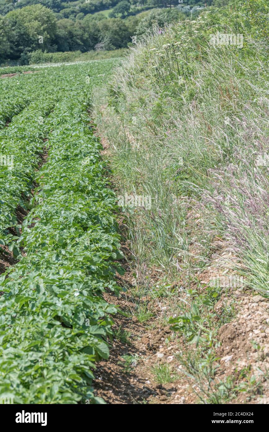 Edge of a potato crop / potato field edge in UK. For UK potato growers ...