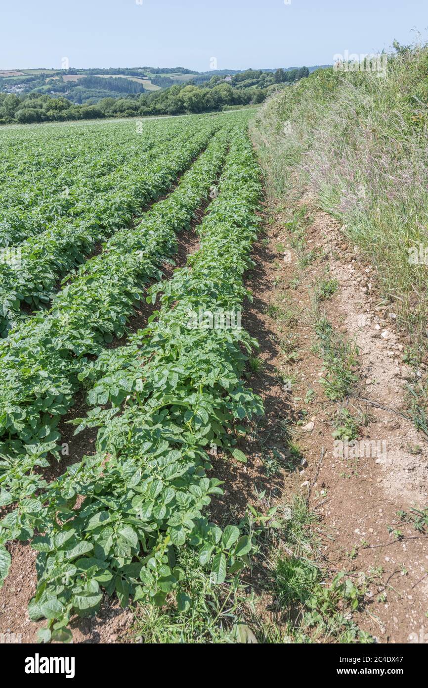 Potato solanum tuberosum crop ridges hi-res stock photography and ...