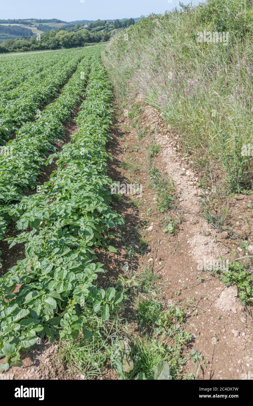 Edge of a potato crop / potato field edge in UK. For UK potato growers ...