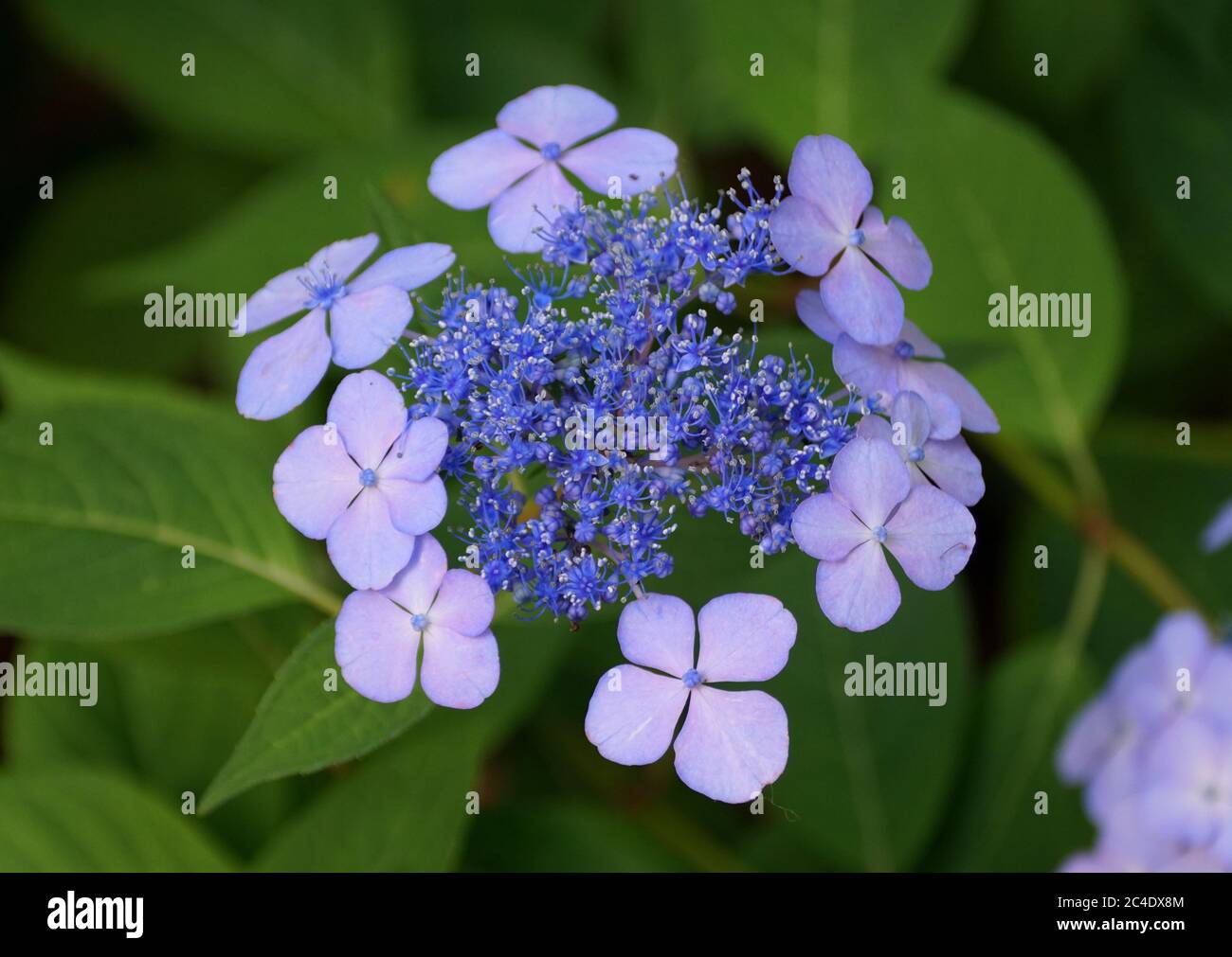 Beautiful lacecap hydrangea in light blue color Stock Photo - Alamy