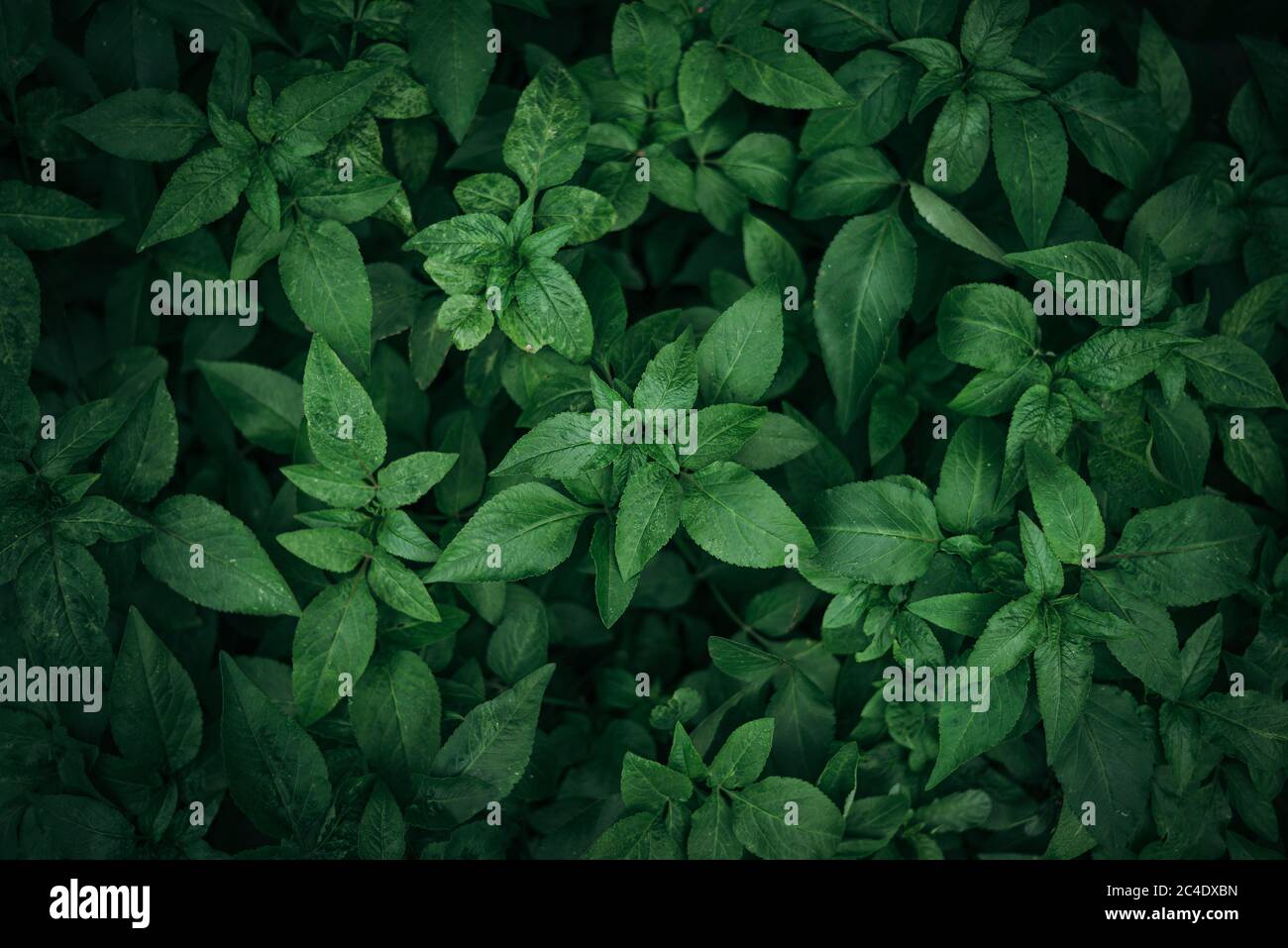 Greenery pattern hi-res stock photography and images - Alamy