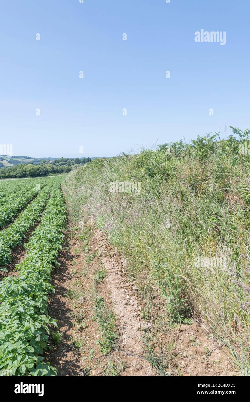 Edge of a potato crop / potato field edge in UK. For UK potato growers ...