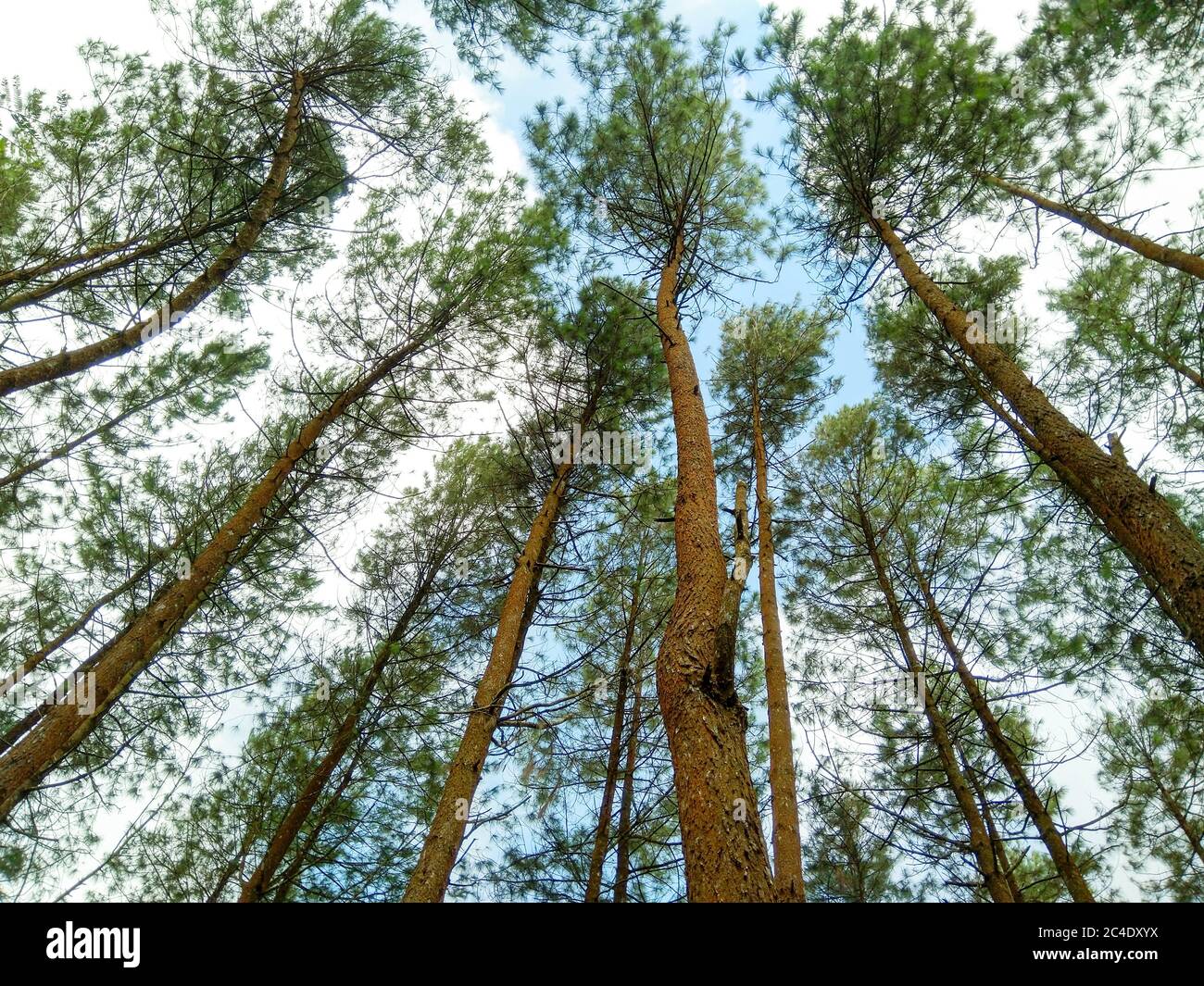 Pine Trees Wallpaper