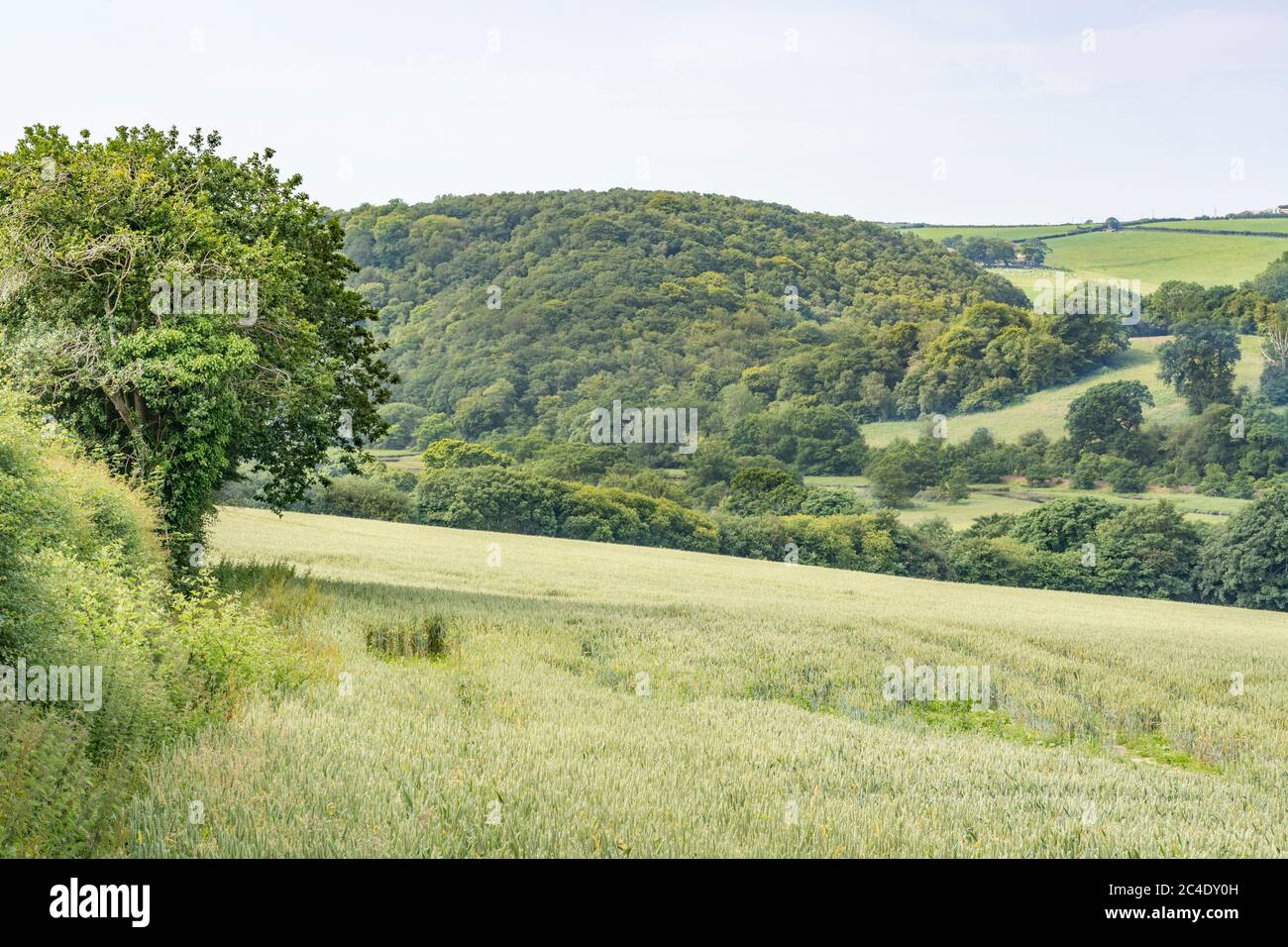 Hedgeline / boundary line of green UK wheat field. Metaphor farming ...