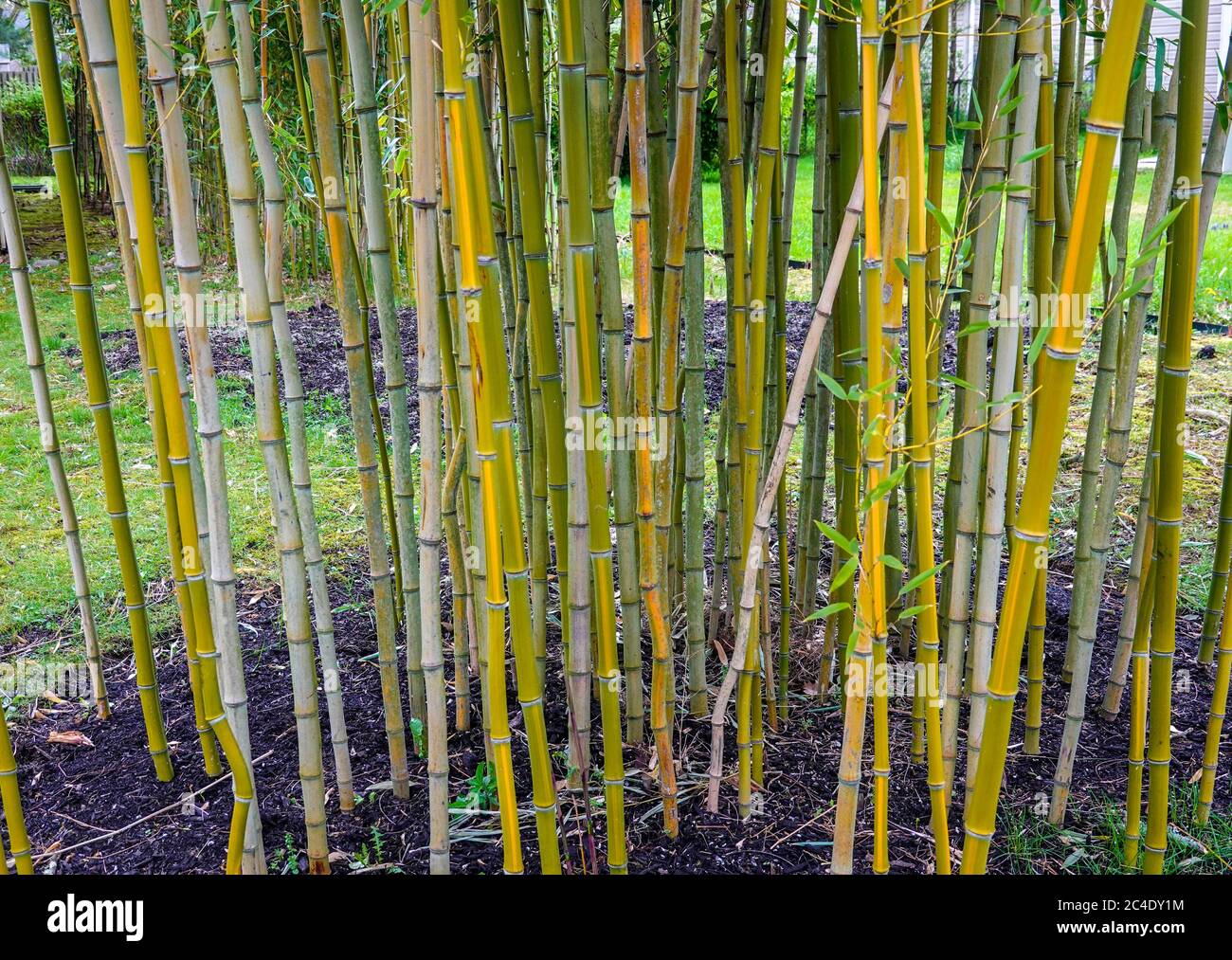 Fast growing tree species hi-res stock photography and images - Alamy