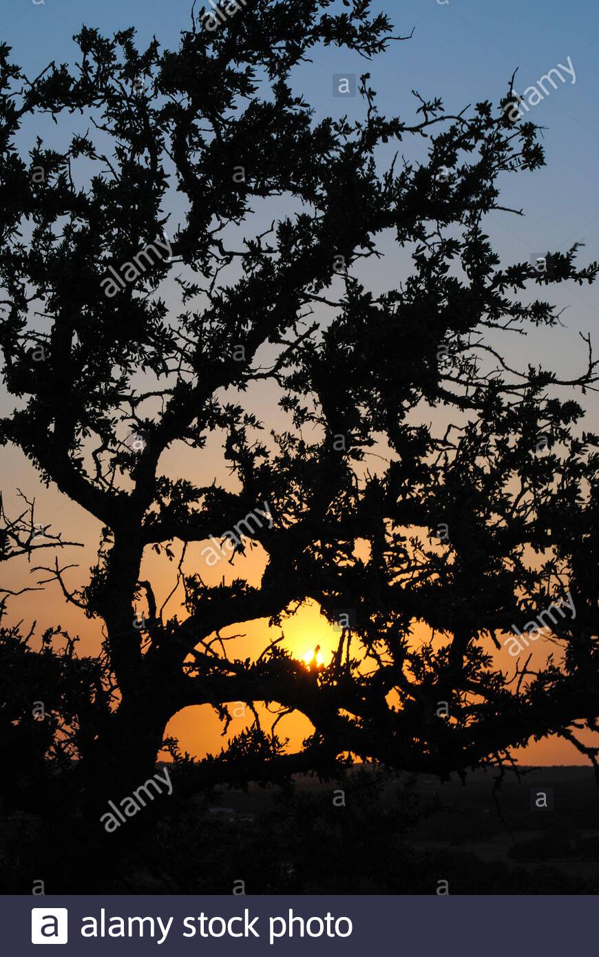 Texas Hill Country Oak Tree High Resolution Stock Photography and ...