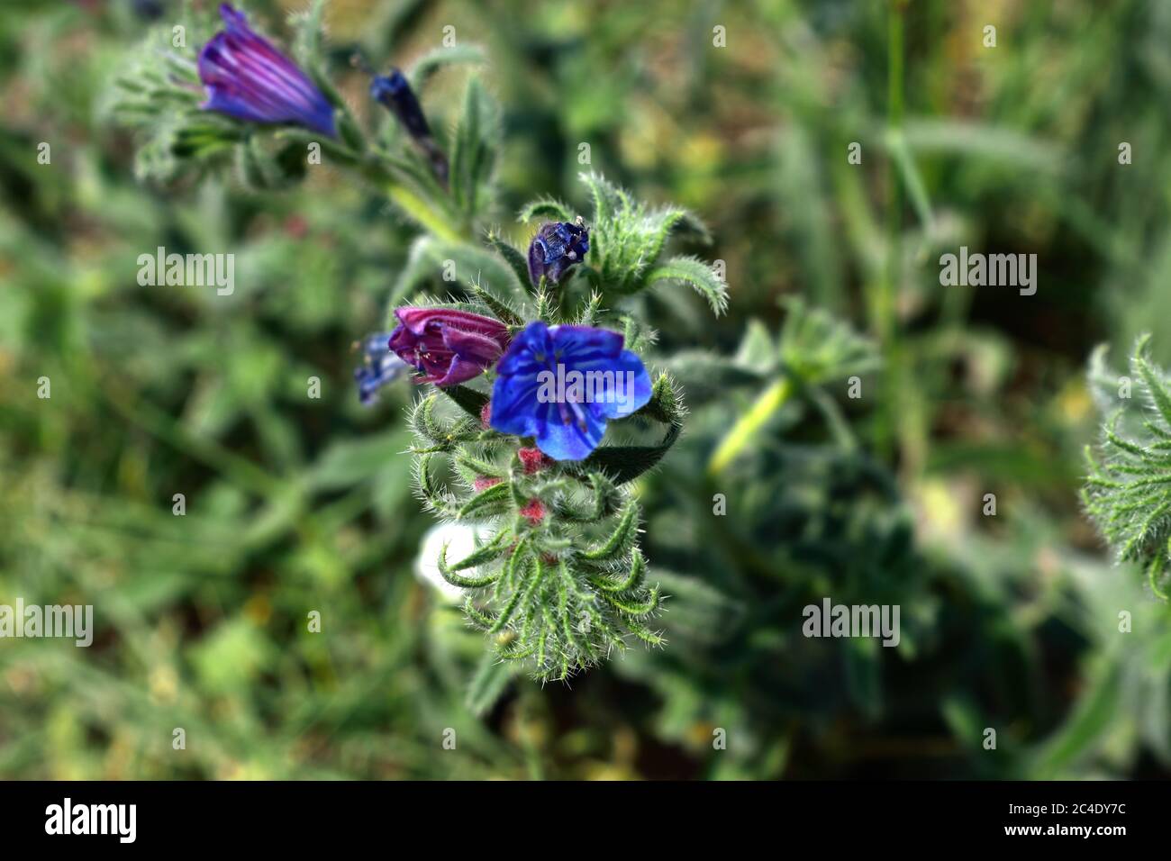 Echium Plantagineum Commonly Known as Purple Viper's-Bugloss Stock ...