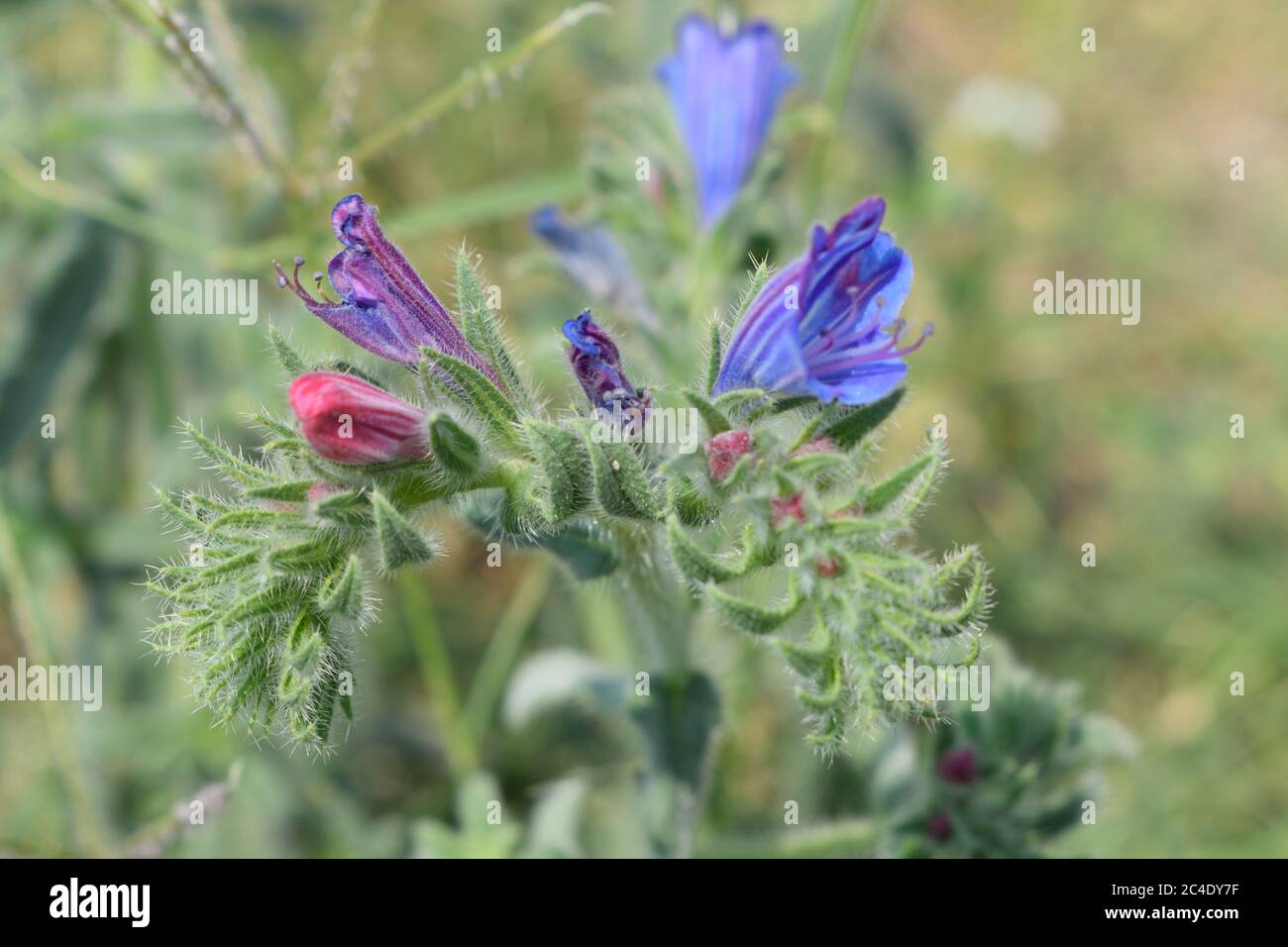 Echium Plantagineum Commonly Known as Purple Viper's-Bugloss Stock ...