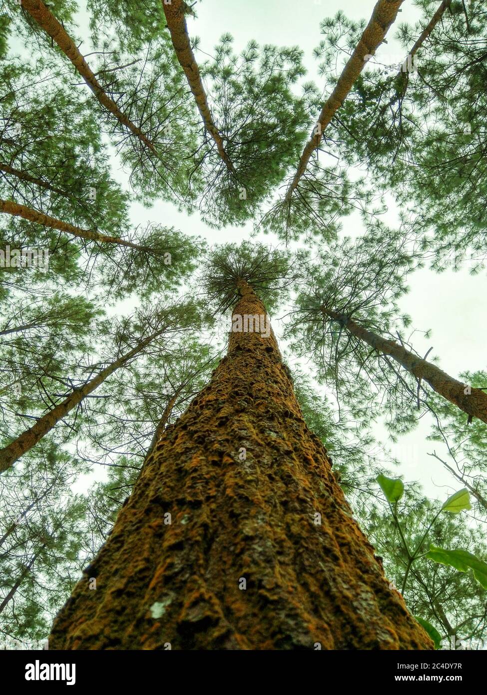 pine trees are seen from below with white clouds and blue sky, free ...