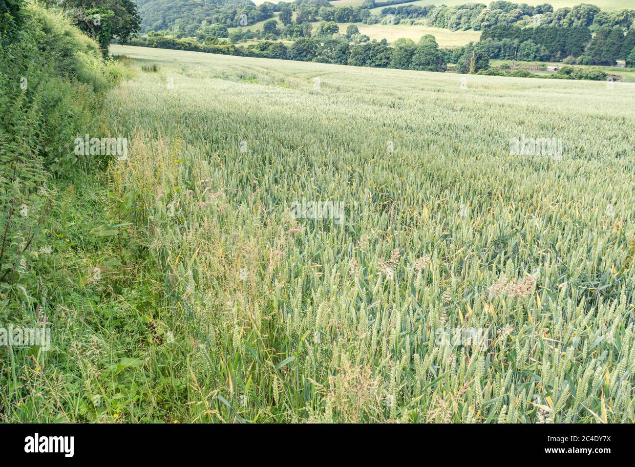 Hedgeline / boundary line of green UK wheat field. Metaphor farming ...