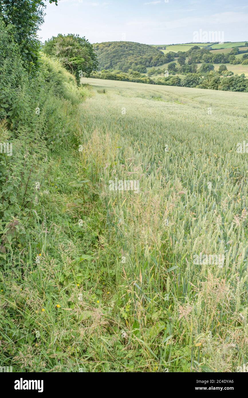 Hedgeline / boundary line of green UK wheat field. Metaphor farming ...