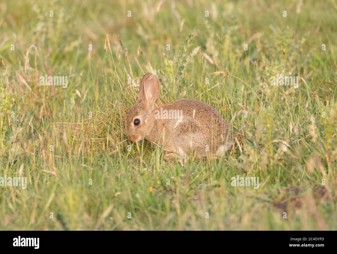 Baby Rabbits High Resolution Stock Photography and Images - Alamy