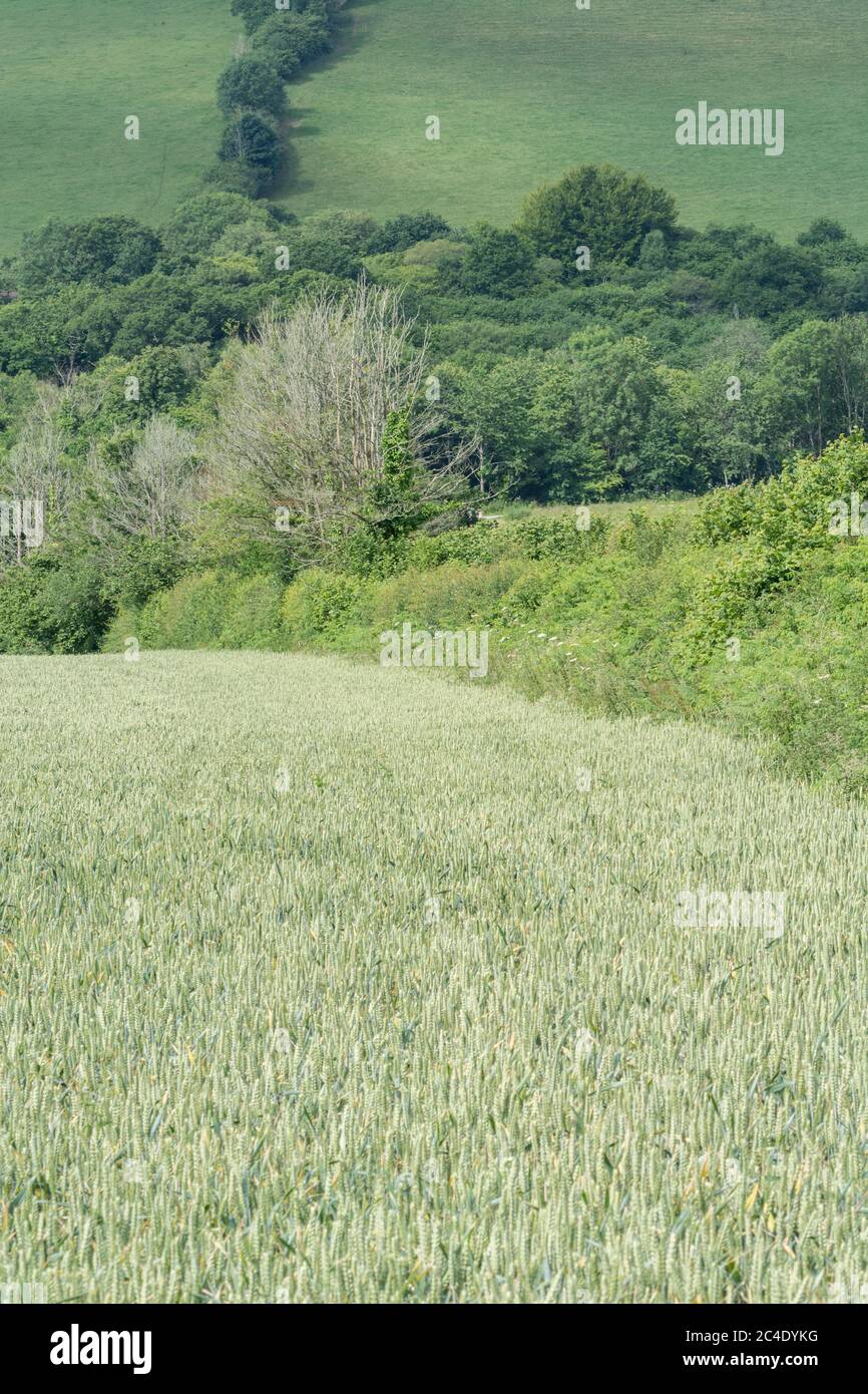 Hedgeline / boundary line of green UK wheat field. Metaphor farming ...