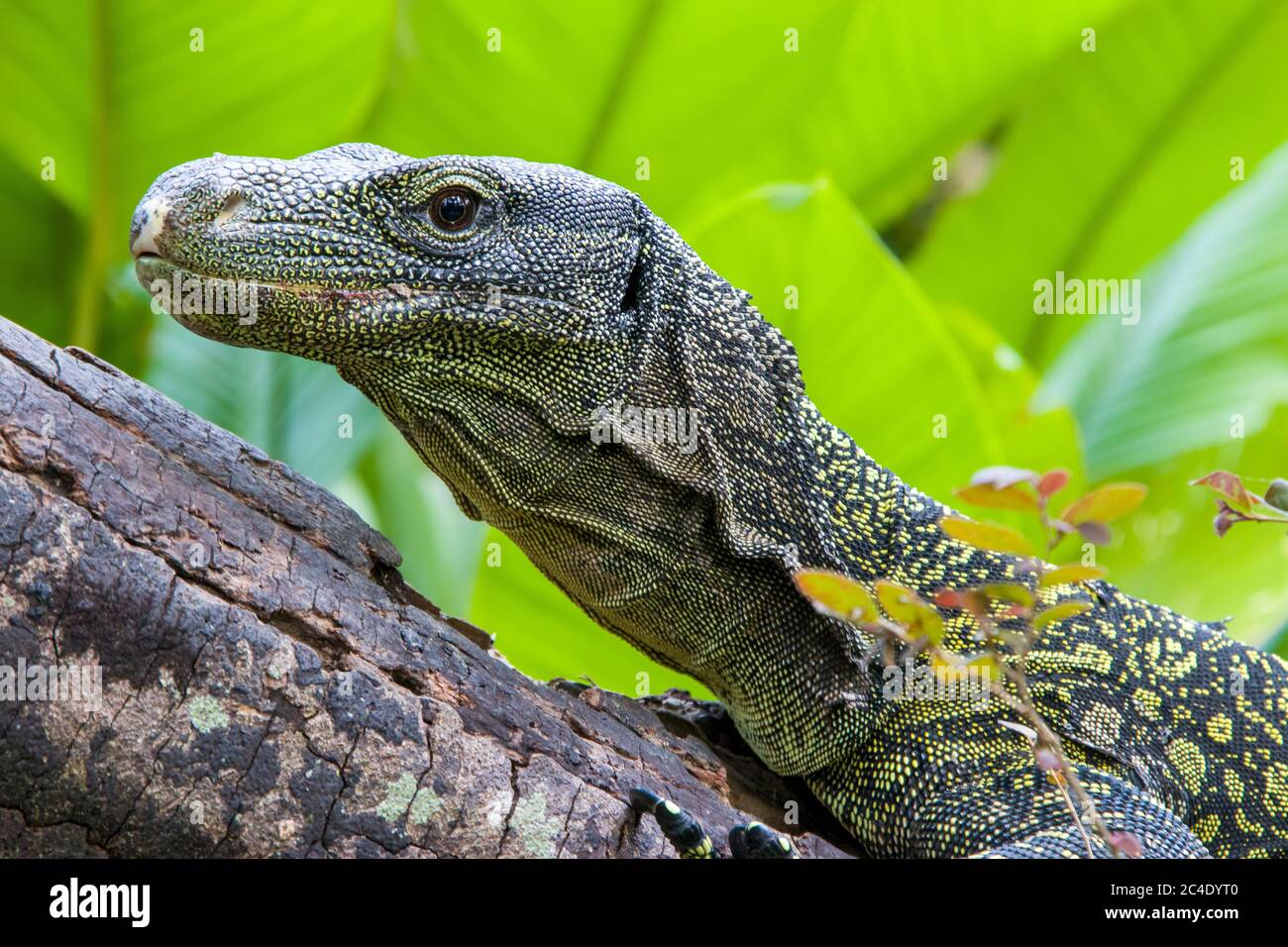 Salvadori's monitor (Varanus salvadorii) is one of the longest lizards ...
