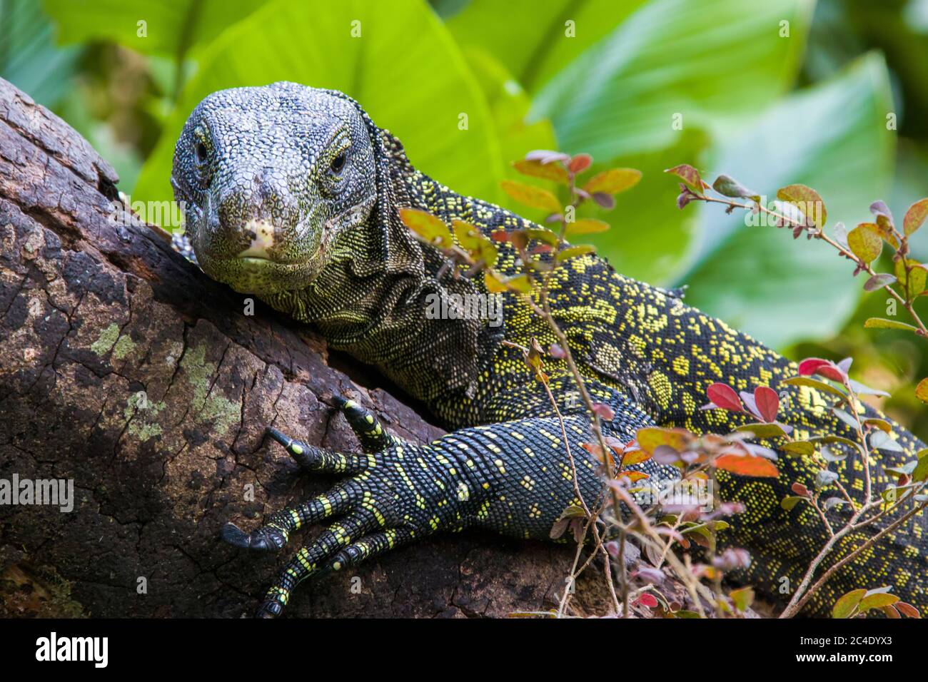 Salvadori's monitor (Varanus salvadorii) is one of the longest lizards ...