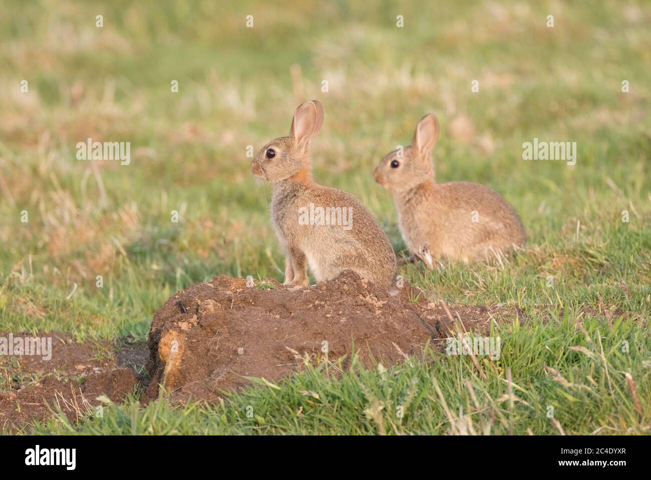 Baby wild rabbits uk hi-res stock photography and images - Alamy