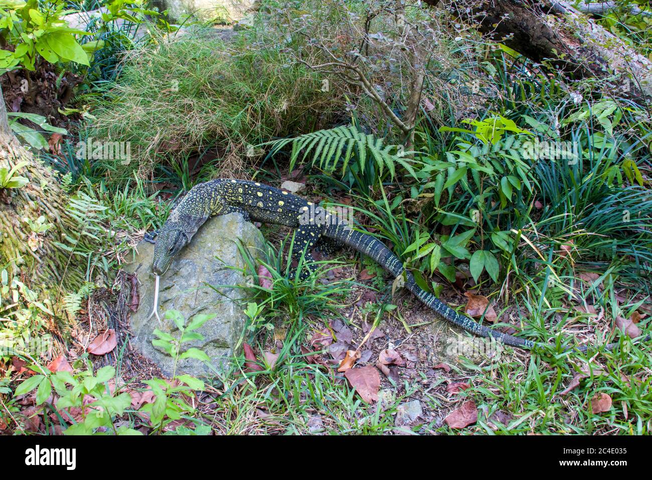 Salvadori's monitor (Varanus salvadorii) is one of the longest lizards ...