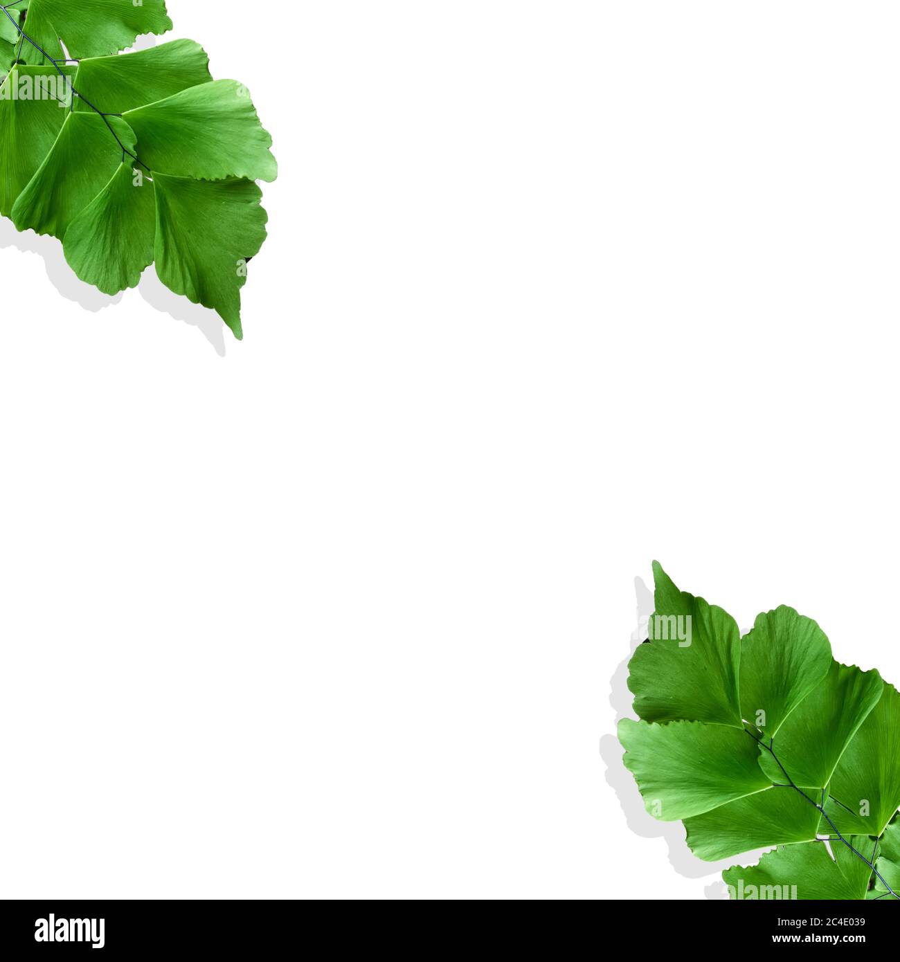 creative layout made of flat leaves, flat design, HD Image and Large ...