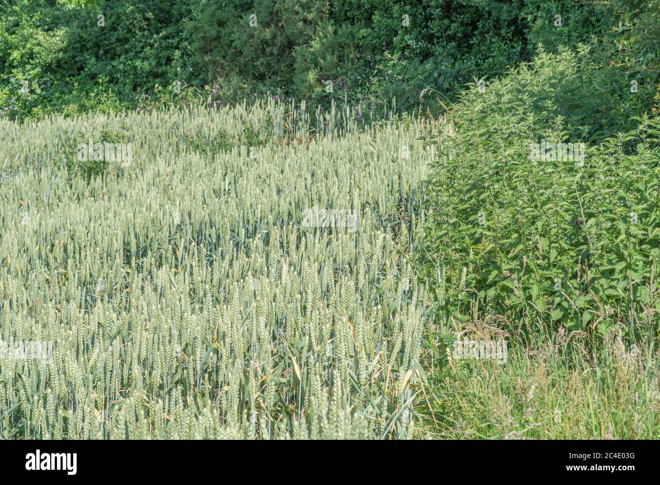Hedgeline / boundary line of green UK wheat field. Metaphor farming ...