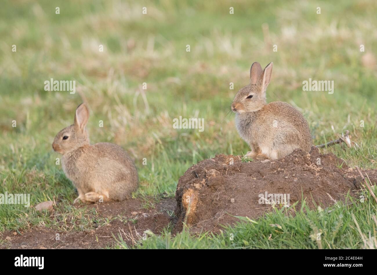Baby rabbits, Thruscross Reservoir, Harrogate, North Yorkshire Stock ...