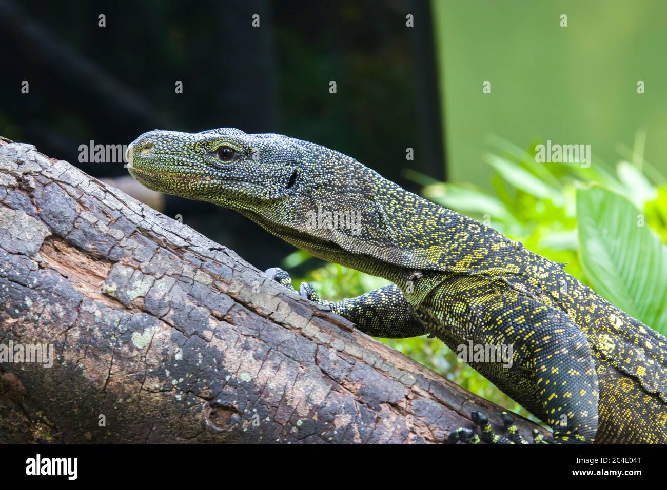 Salvadori's monitor (Varanus salvadorii) is one of the longest lizards ...