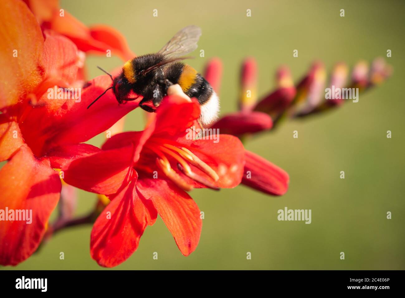 Lucifer flowers hi-res stock photography and images - Alamy