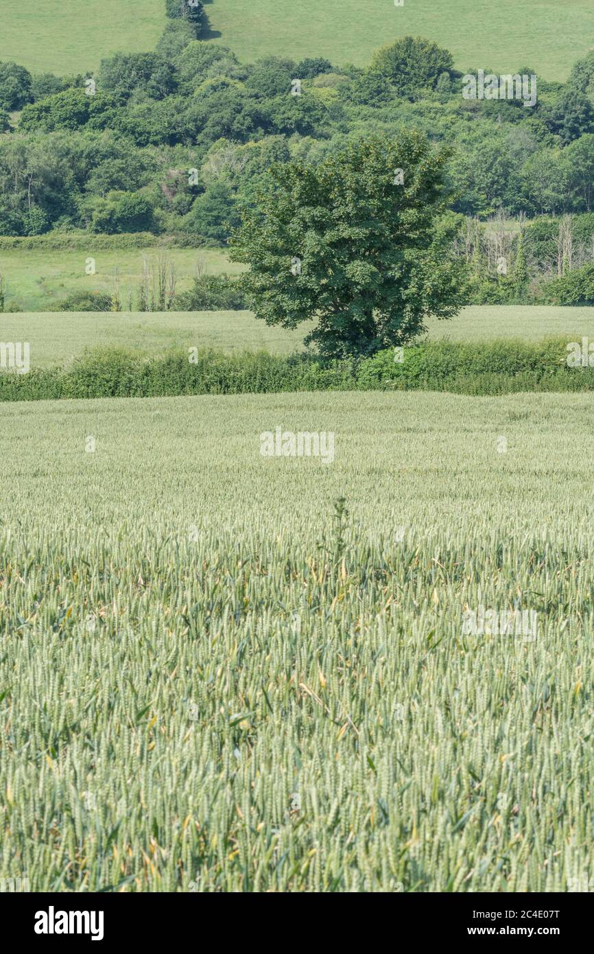 Hedgeline / boundary line of green UK wheat field. Metaphor farming ...