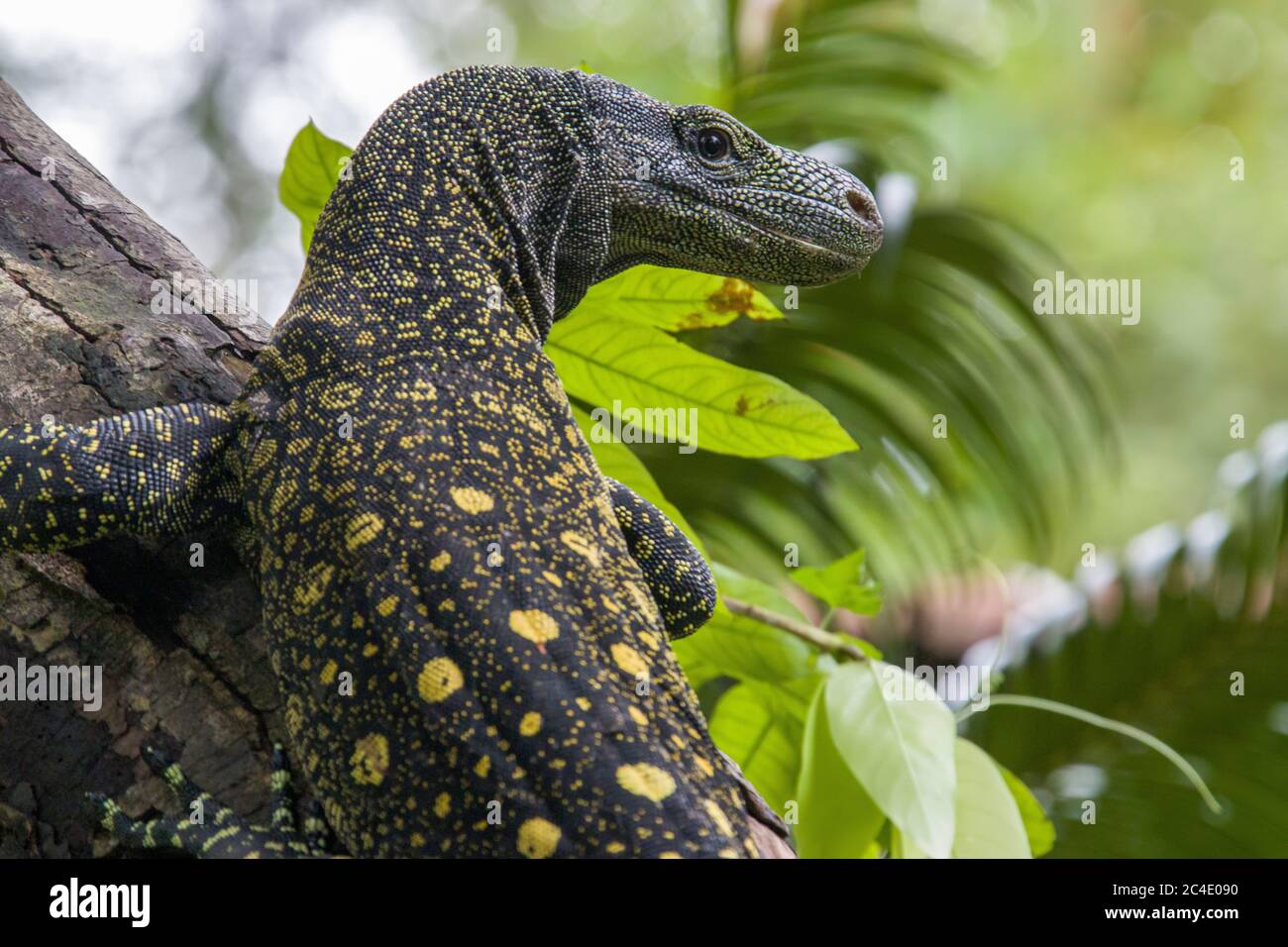 Salvadori's monitor (Varanus salvadorii) is one of the longest lizards ...