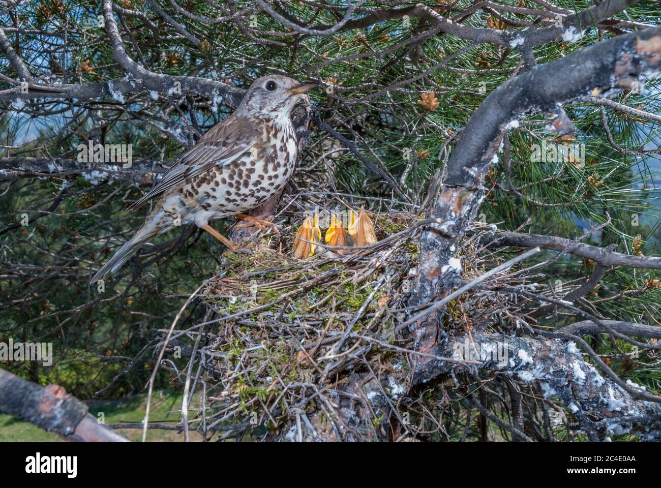 Thrush nest hi-res stock photography and images - Alamy