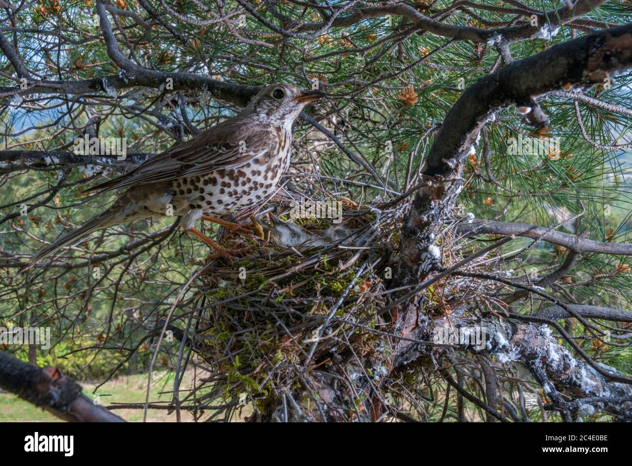 Thrush nest hi-res stock photography and images - Alamy