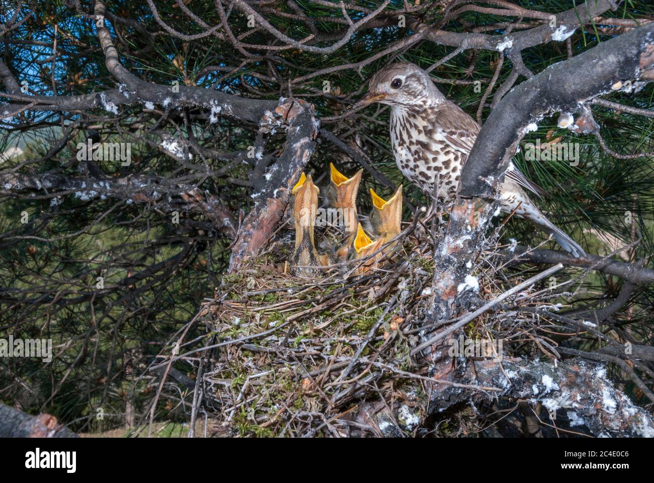 Thrush nest hi-res stock photography and images - Alamy