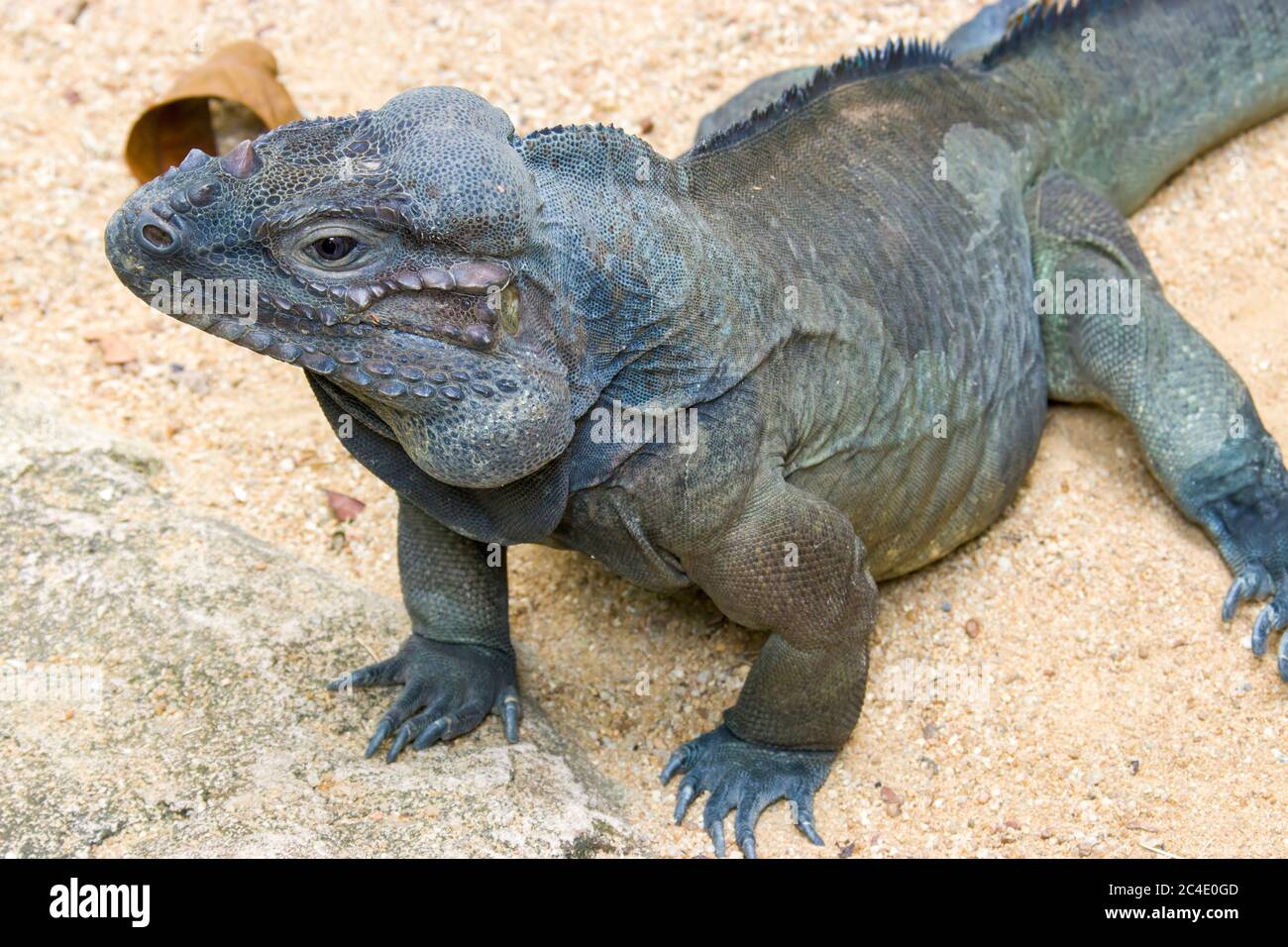 Lizard horns hi-res stock photography and images - Alamy