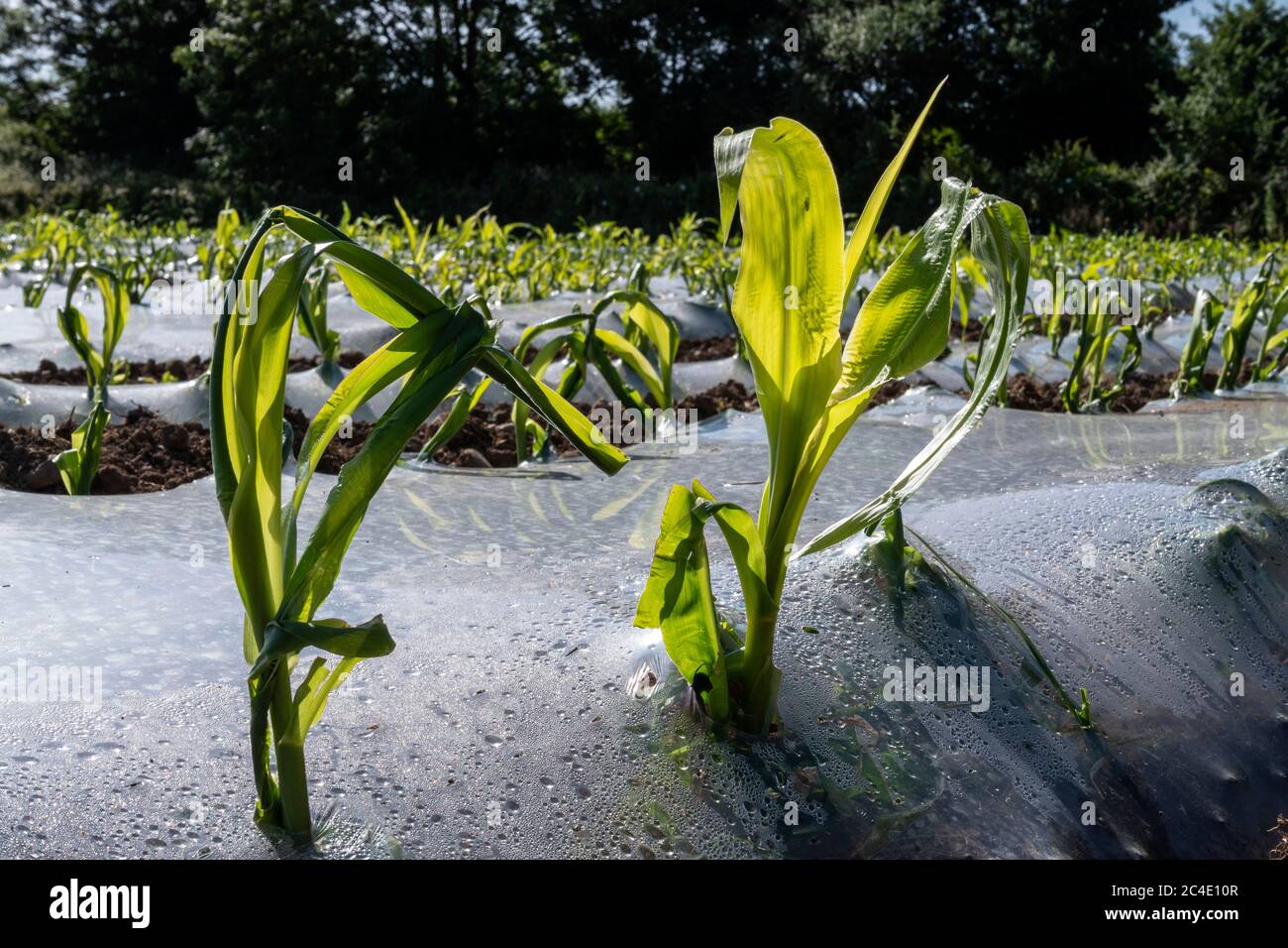 Maize being grown under biodegradable plastic for use as animal feed ...