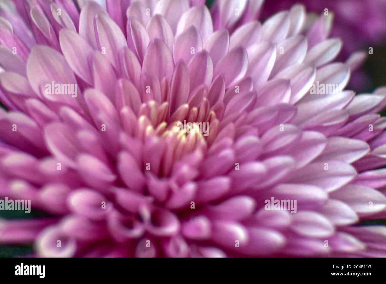 Purple chrysanthemum flower close-up, abstract background, HD Image and ...