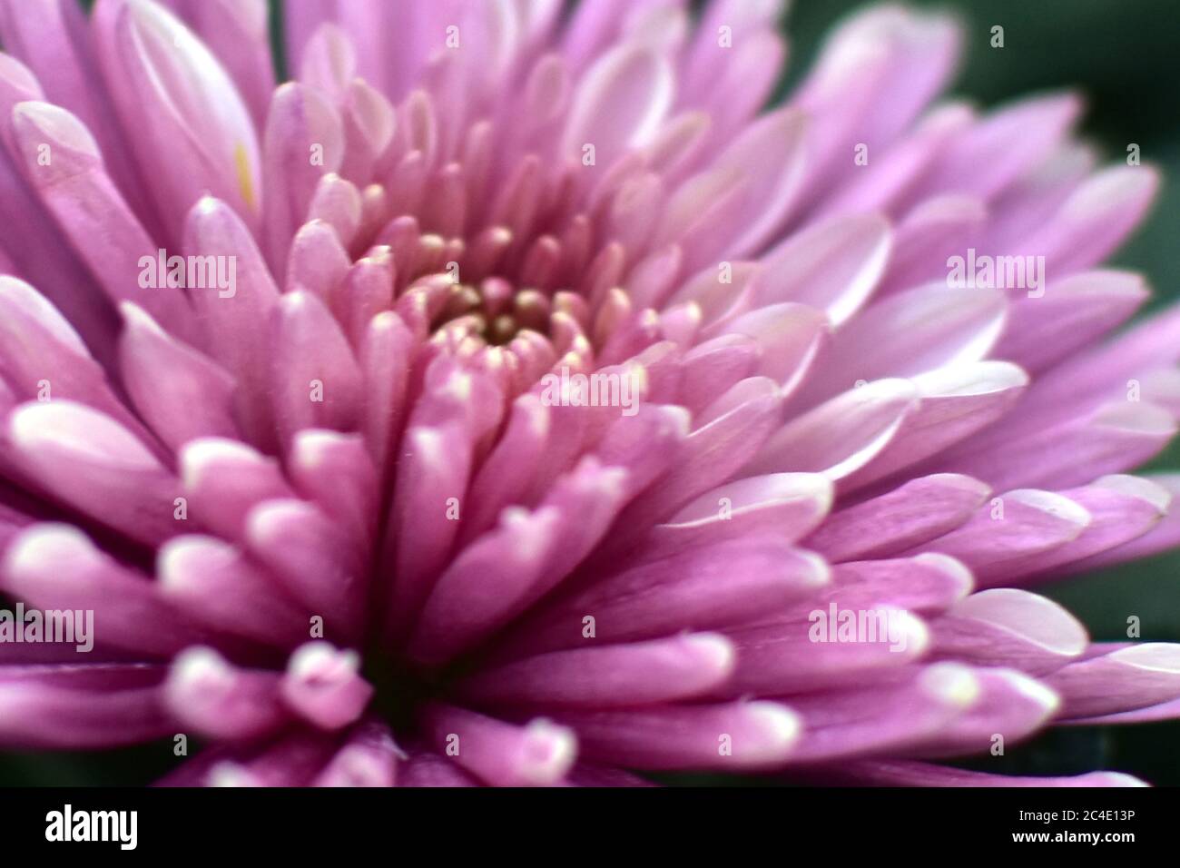 Purple chrysanthemum flower close-up, abstract background, HD Image and ...
