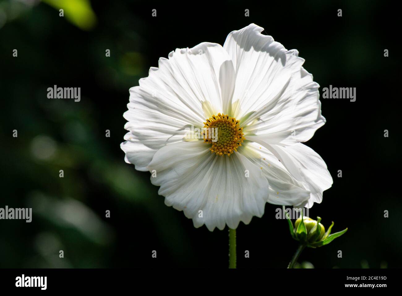 The white flower of a cosmos cups and saucers mixed Stock Photo - Alamy