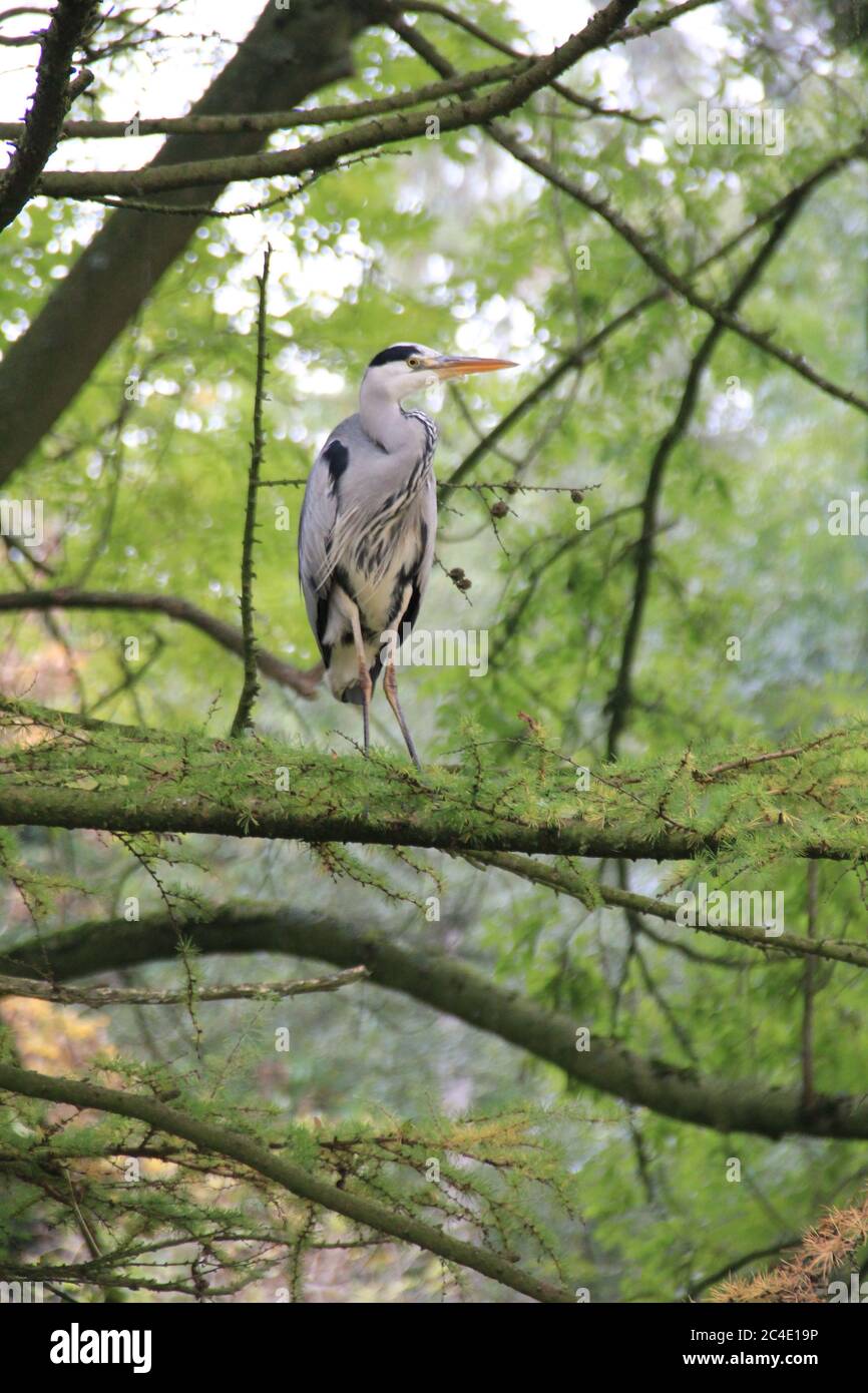 Short legged aquatic birds hi-res stock photography and images - Alamy