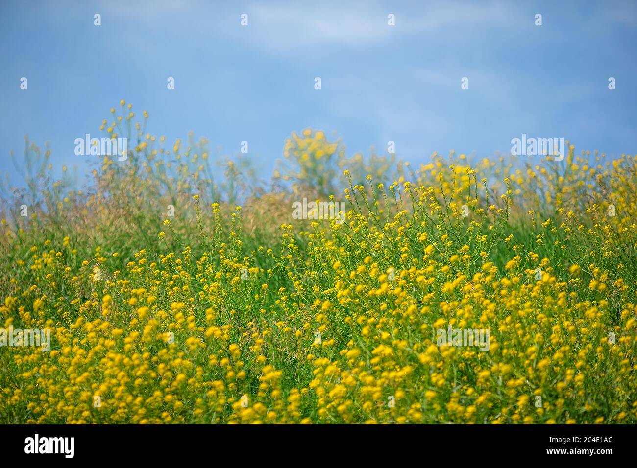 Little yellow flower. Field of yellow in the garden with blur green ...