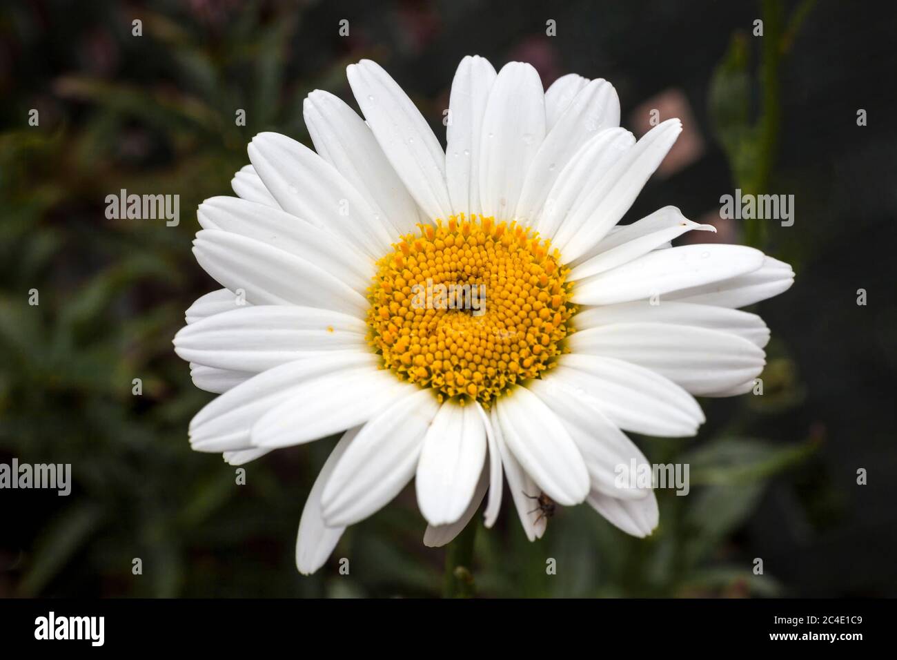 Leucanthemum x superbum 'Becky' a spring summer flowering plant ...