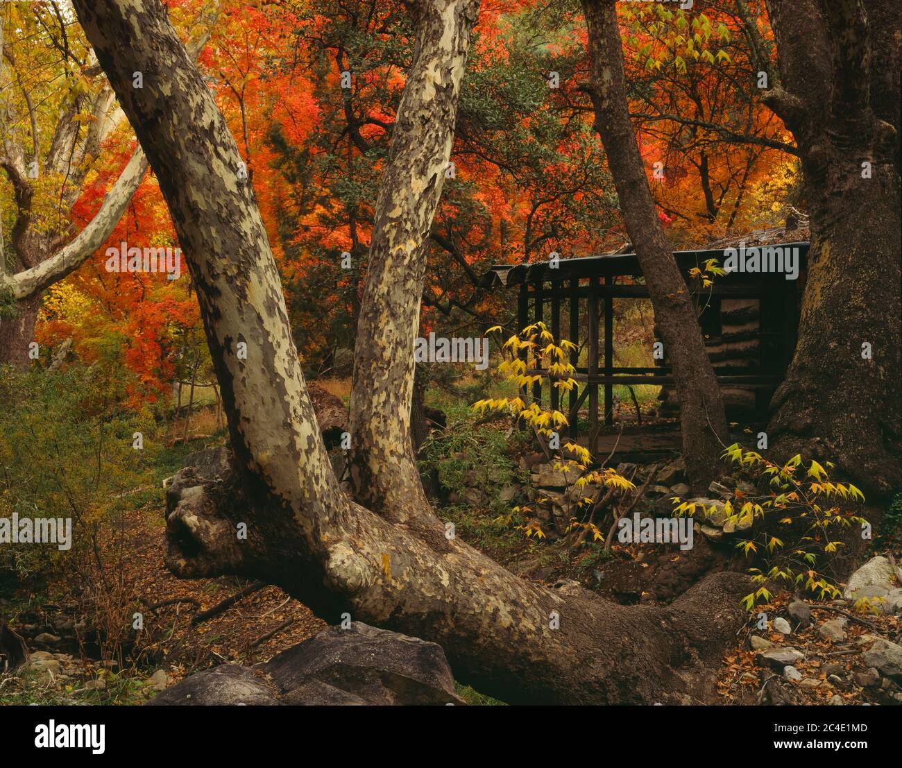 Huachuca Mountains Coronado N.F. AZ / NOV Sycamore and Canyon Maple ...