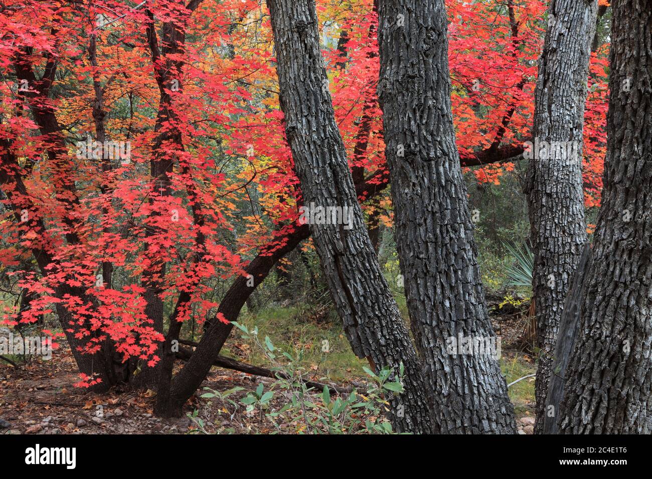 Bigtooth maple hi-res stock photography and images - Alamy