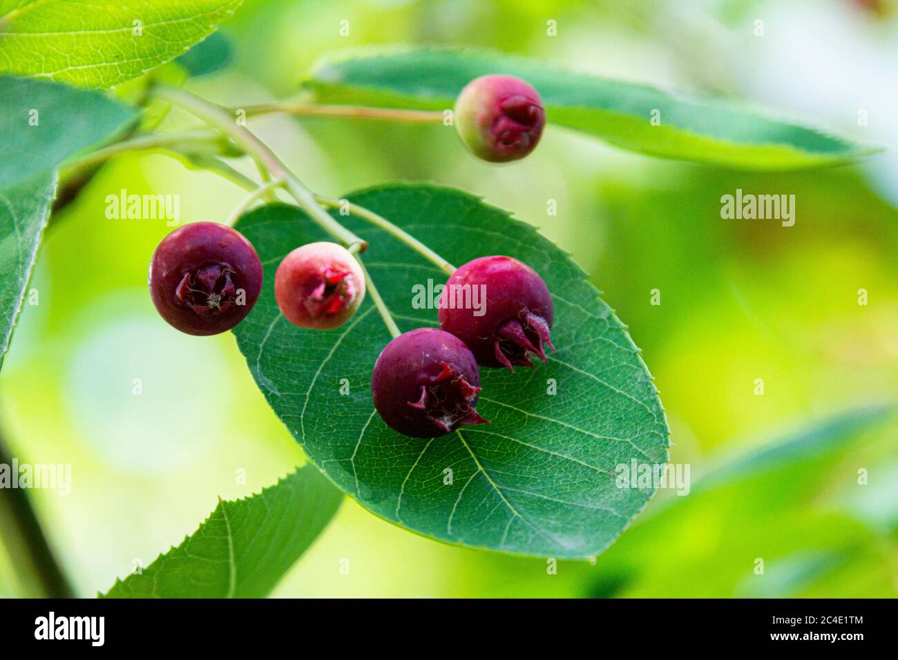 The berries of a snowy mespilus (Amelanchier lamarckii Stock Photo - Alamy
