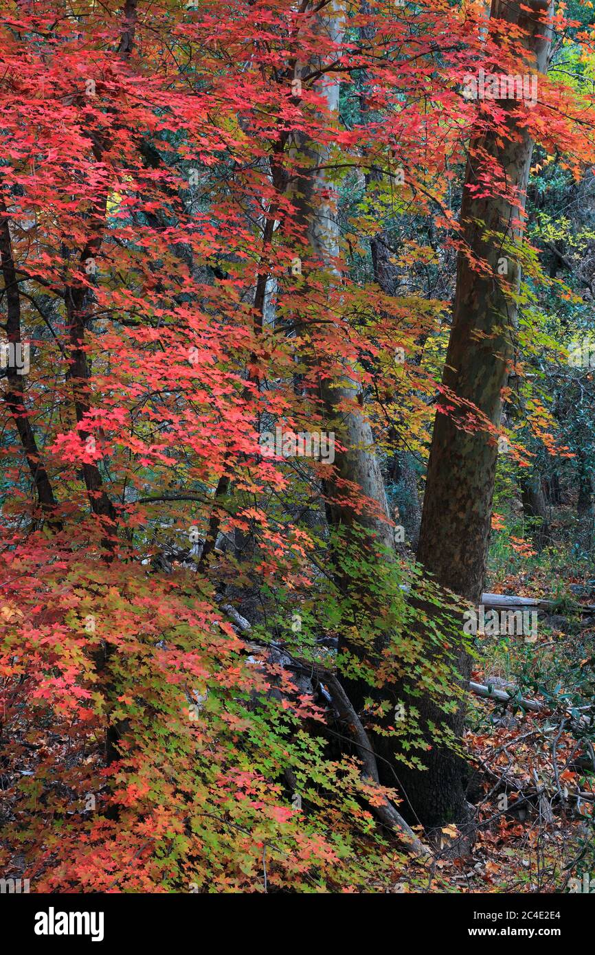 Chiricahua Mountains Coronado N.F. AZ / NOV A pair of Sycamore trunks ...