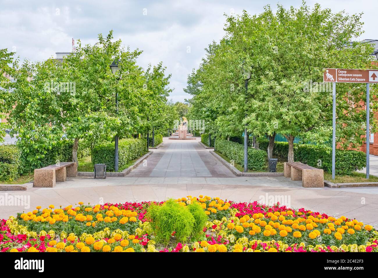 Siberian cats square hi-res stock photography and images - Alamy
