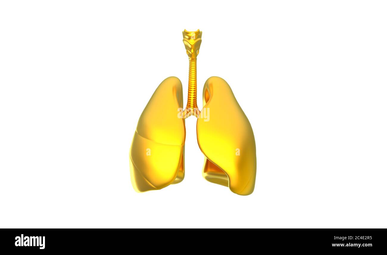 Human organ lungs color Cut Out Stock Images & Pictures - Alamy