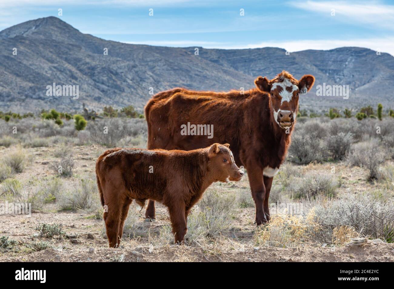 A cow and a calf in the rural Nevada countryside Stock Photo - Alamy