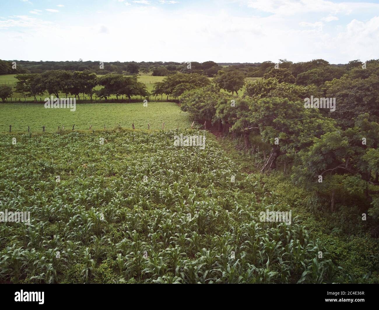 Real green fields in natural farm aerial above view Stock Photo - Alamy