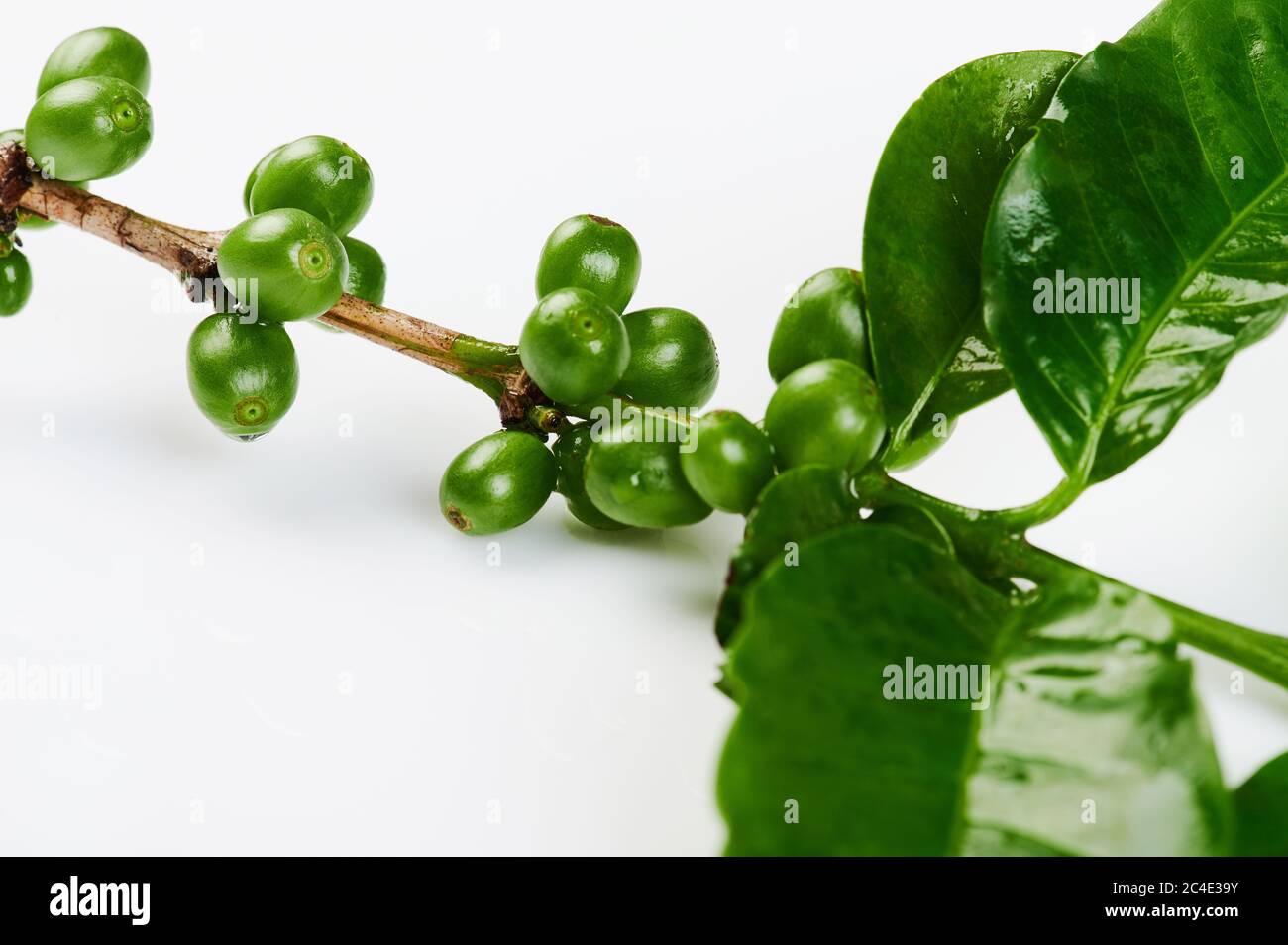Macro view of coffee branch isolated on white background Stock Photo ...