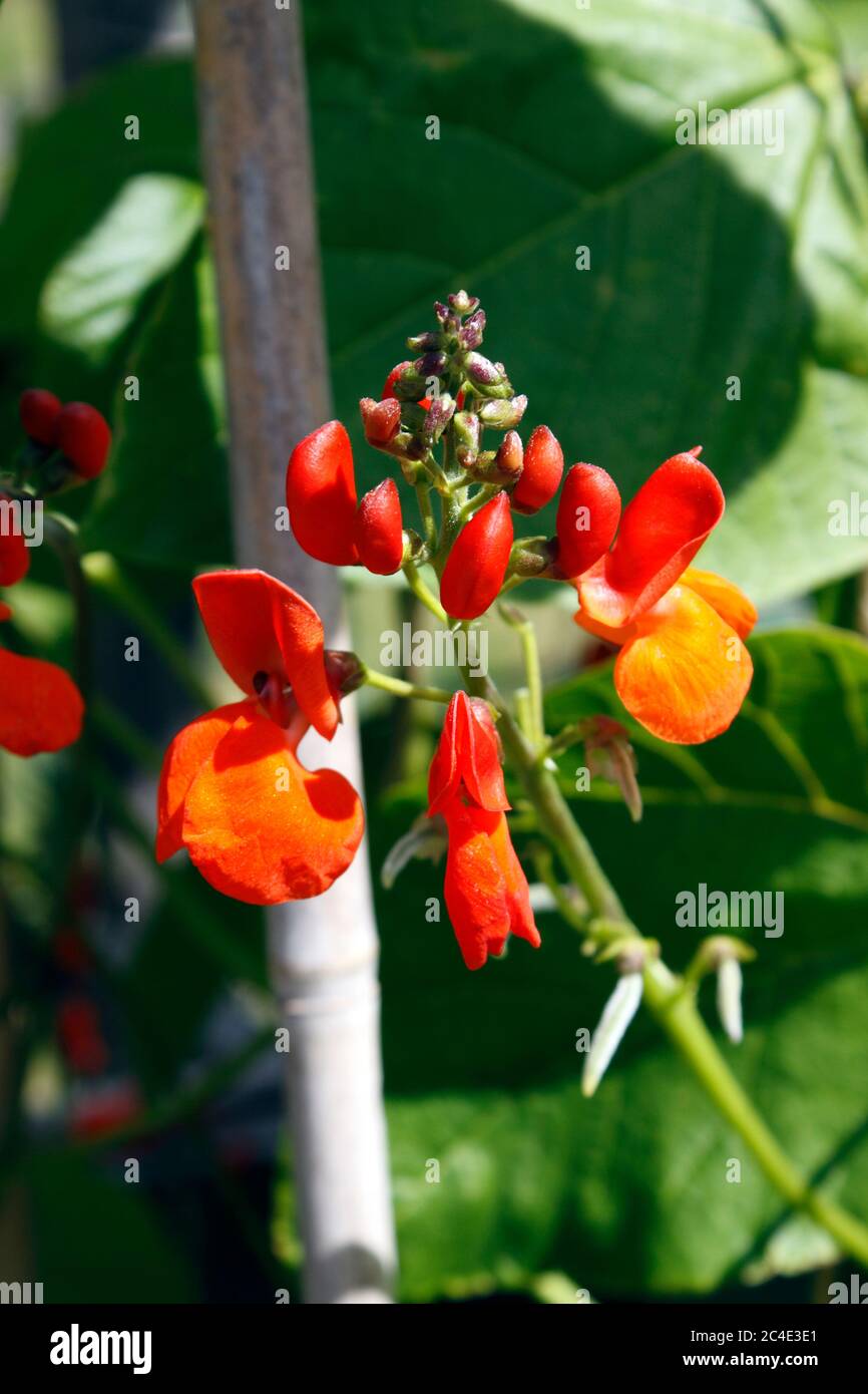 RUNNER BEAN SCARLET EMPEROR Stock Photo - Alamy