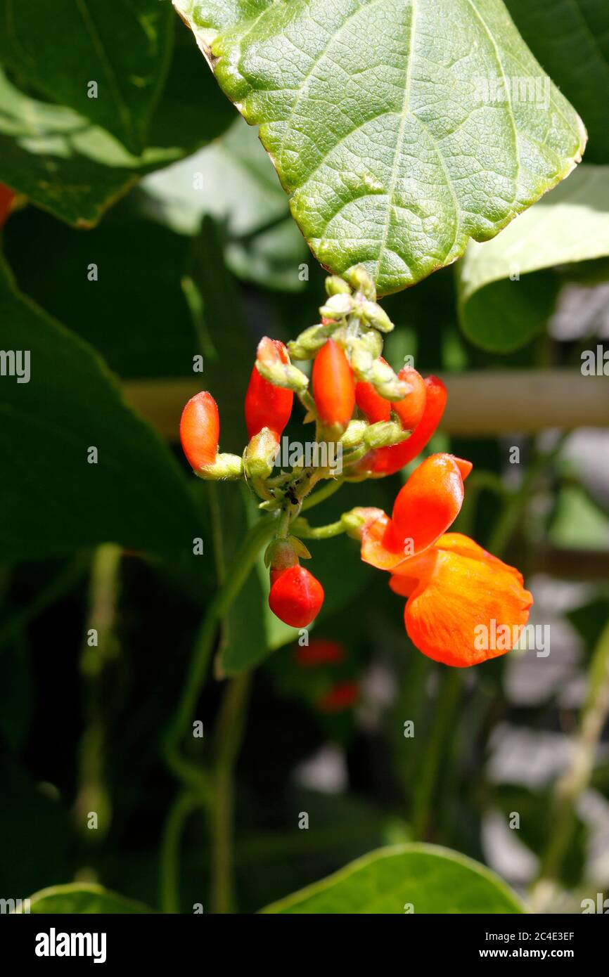 RUNNER BEAN SCARLET EMPEROR Stock Photo - Alamy